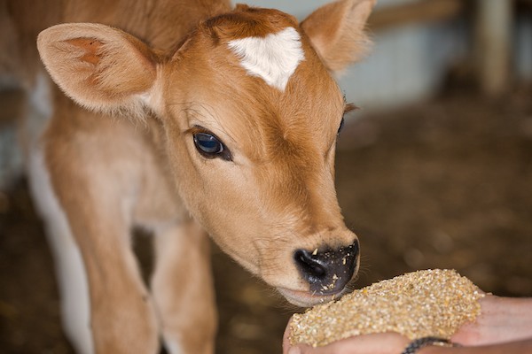 Feed For Young Dairy Animals An Unexplored Opportunity Feed For Young Dairy Animals An Unexplored Opportunity
